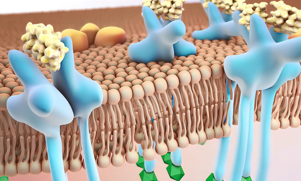 Fructoseintoleranz – Symptome, Diagnose und Ernährung