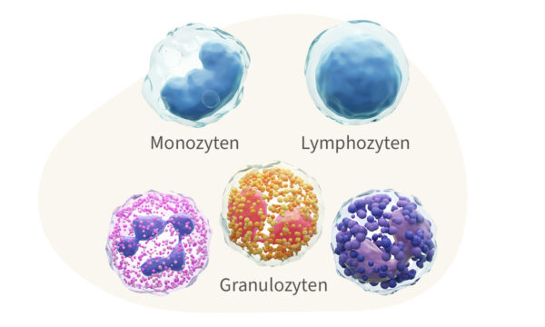 Das Immunsystem verstehen – komplexes Wissen leicht gemacht