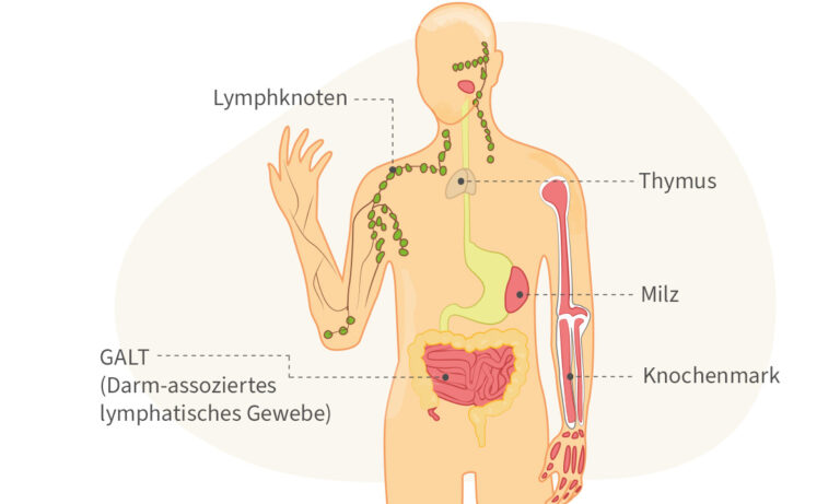 Das Immunsystem verstehen – komplexes Wissen leicht gemacht